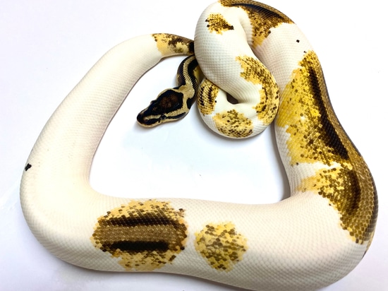 Pastel Yellowbelly Pied Ball Python by Bill Nowling Reptiles