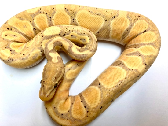 Banana Orange Dream Specter Het. Pied Ball Python by Bill Nowling Reptiles
