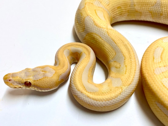 Lavender Albino Orange Dream Leopard Ball Python by Bill Nowling Reptiles