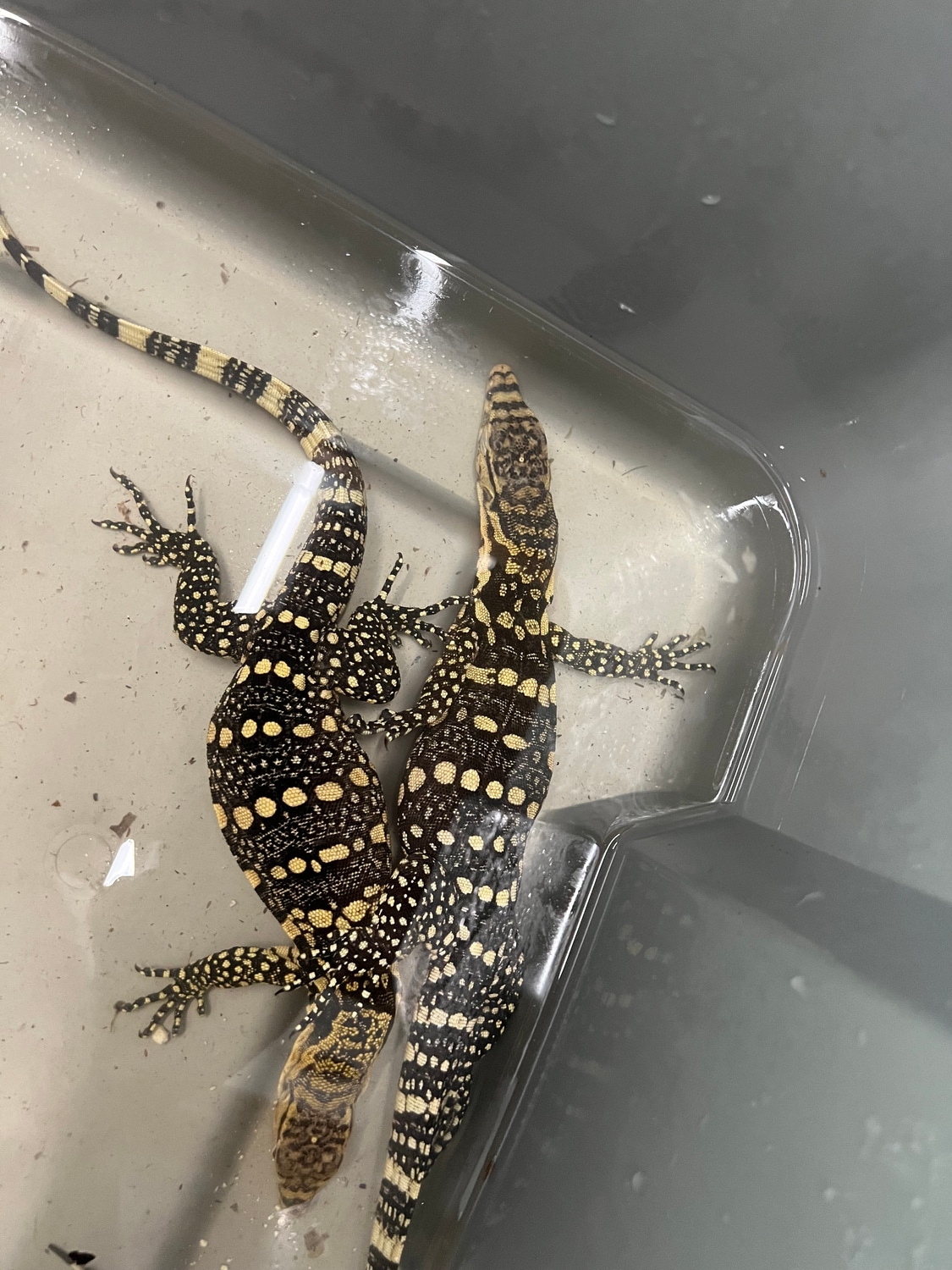 CBB Guru/Sulphur Mix Water Monitor by Wolfe Reptiles - MorphMarket
