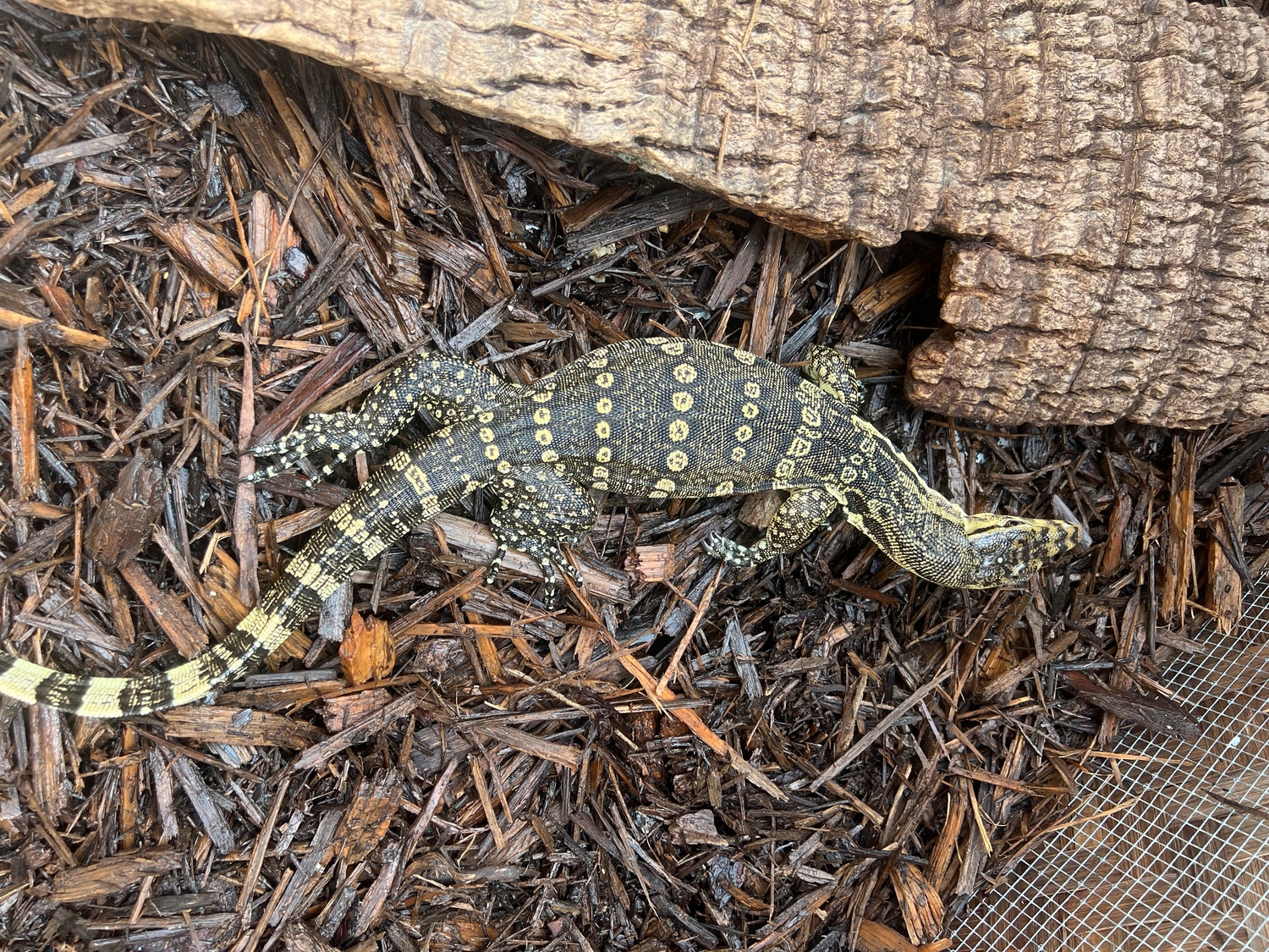 CBB Guru/Sulphur Mix Water Monitor by Wolfe Reptiles - MorphMarket