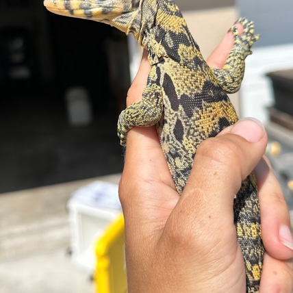 Wolfe Reptiles - MorphMarket