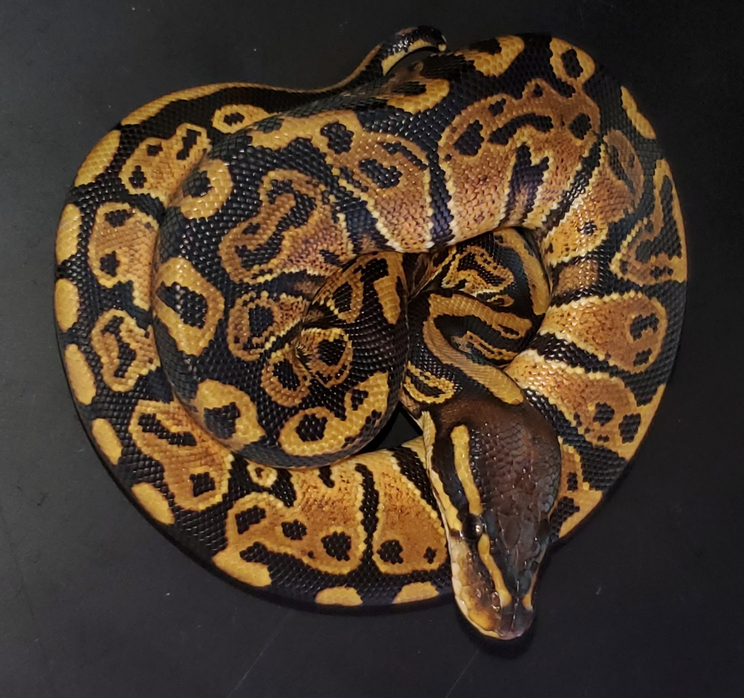 Trick Ball Python by Ruiz Exotic Ball Python's - MorphMarket