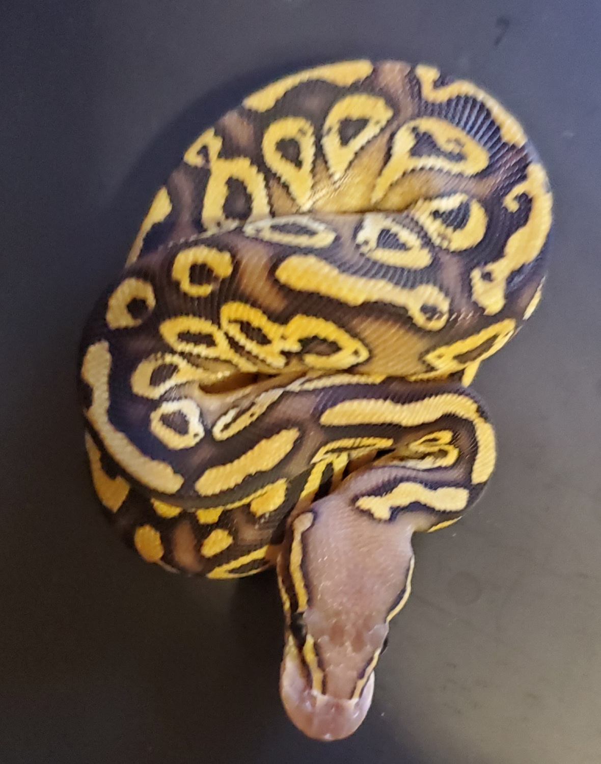 Pastel Mojave Trick Ball Python by Ruiz Exotic Ball Python's - MorphMarket