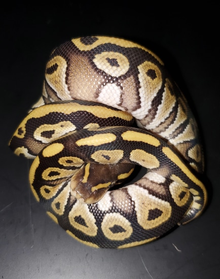Mojave Ball Python by Ruiz Exotic Ball Python's
