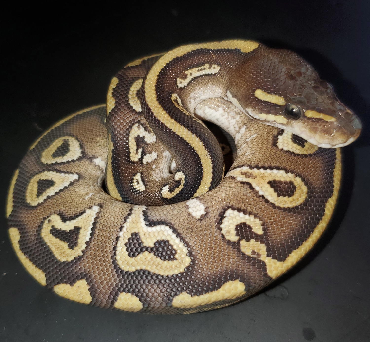 Mojave Trick Ball Python by Ruiz Exotic Ball Python's - MorphMarket