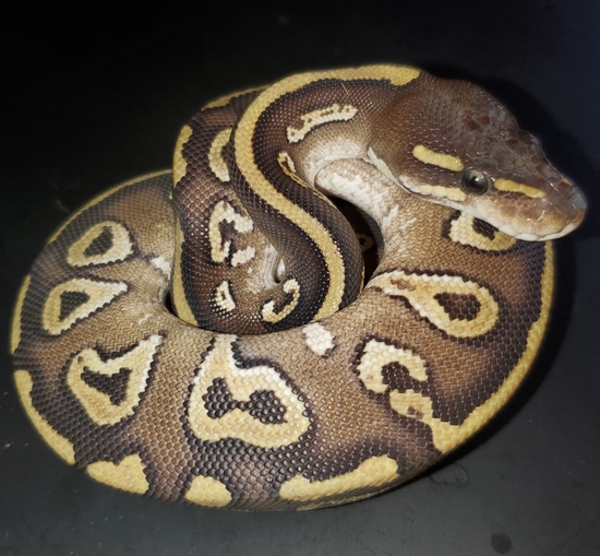 Mojave Trick Ball Python by Ruiz Exotic Ball Python's
