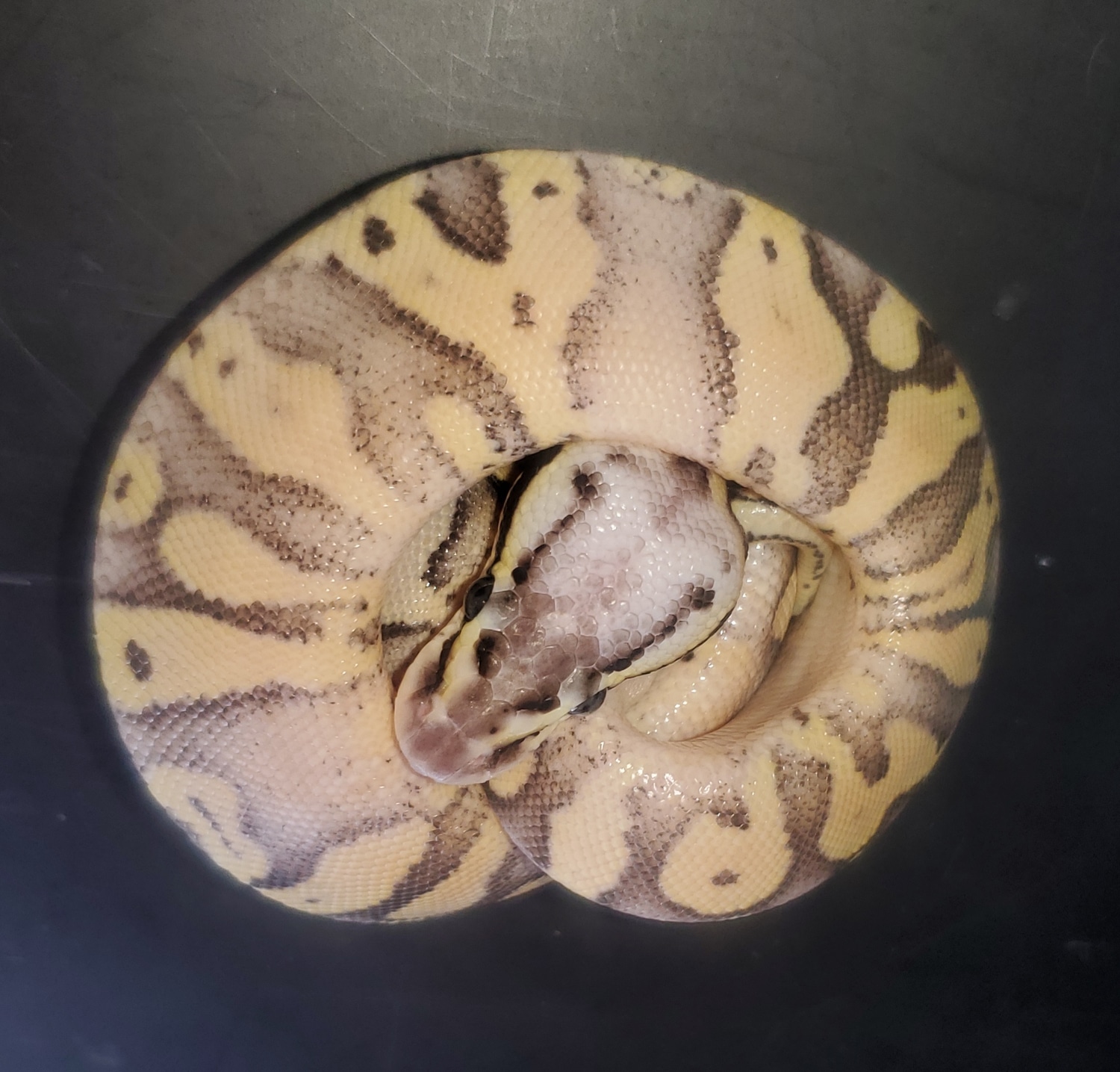 Super Pastel Ball Python by Ruiz Exotic Ball Python's - MorphMarket