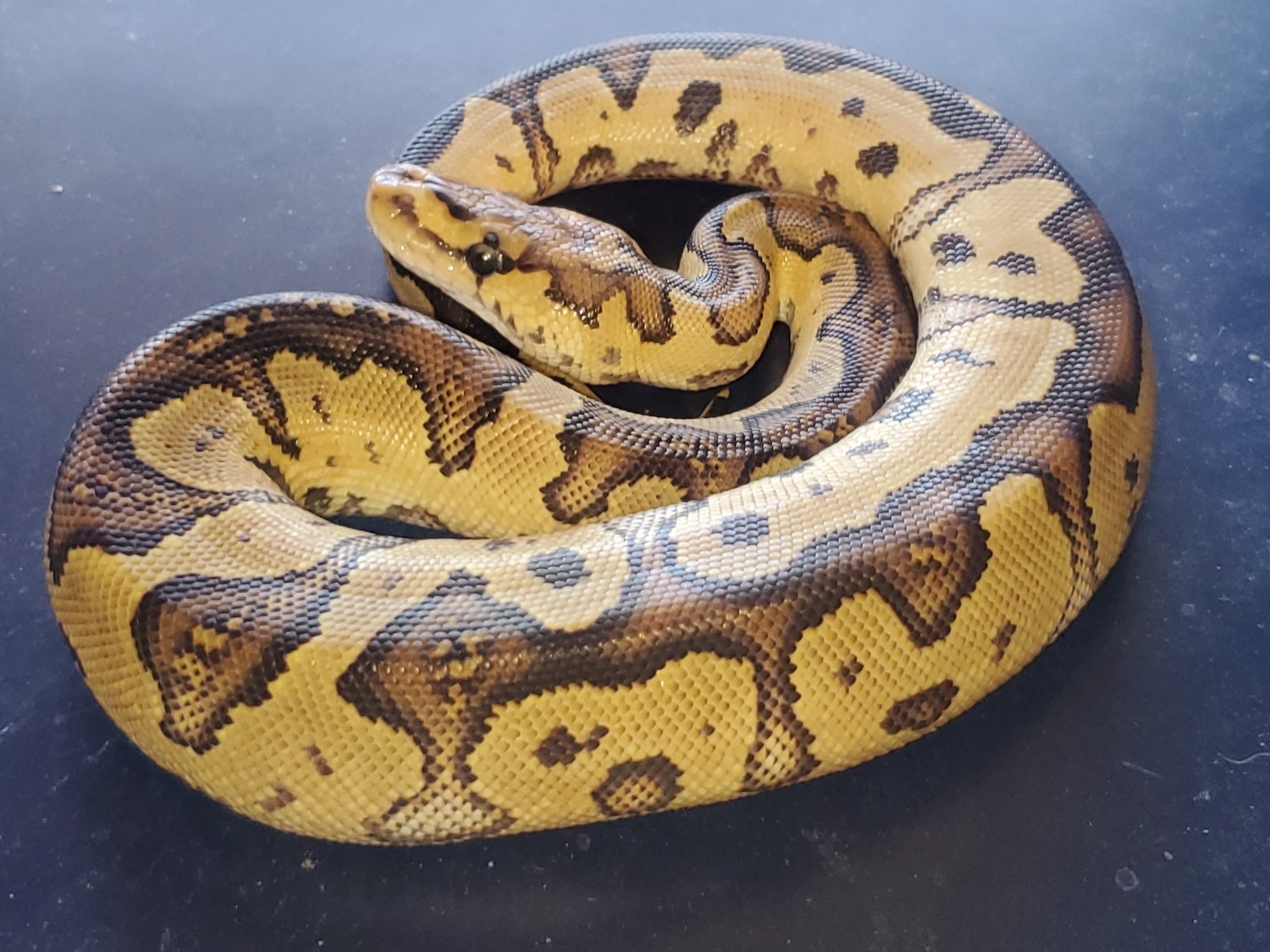 Fire Clown Ball Python by Ruiz Exotic Ball Python's - MorphMarket