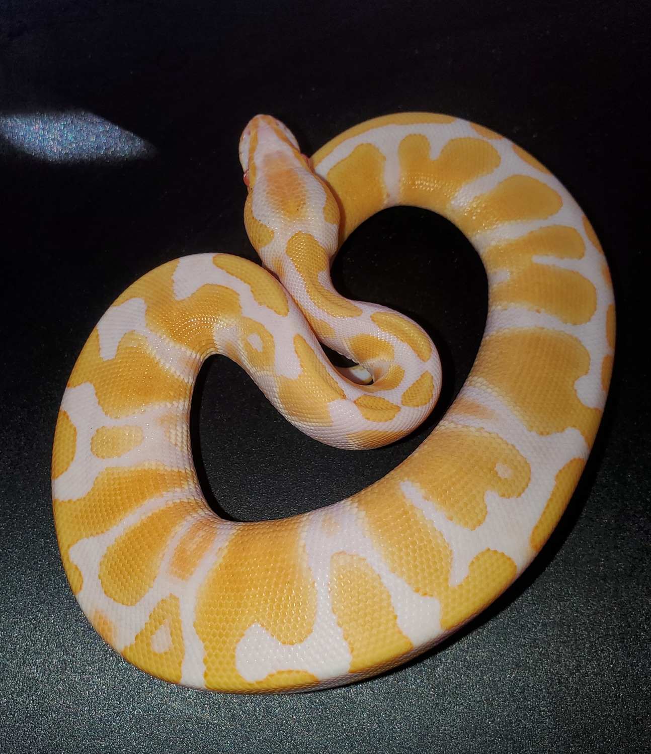 Albino Ball Python by Ruiz Exotic Ball Python's - MorphMarket