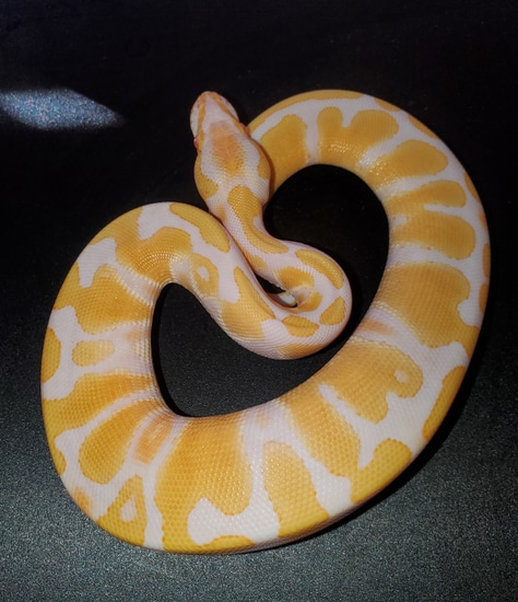 Albino Ball Python by Ruiz Exotic Ball Python's