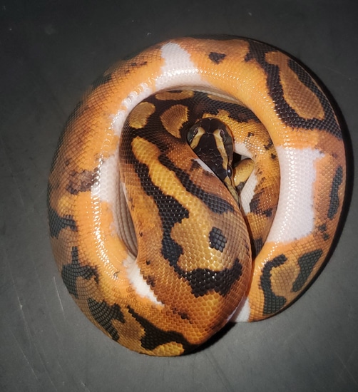Piebald Ball Python by Ruiz Exotic Ball Python's