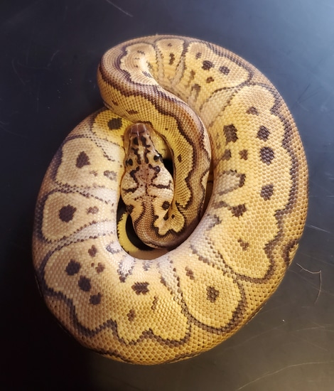 Pastel Clown Ball Python by Ruiz Exotic Ball Python's