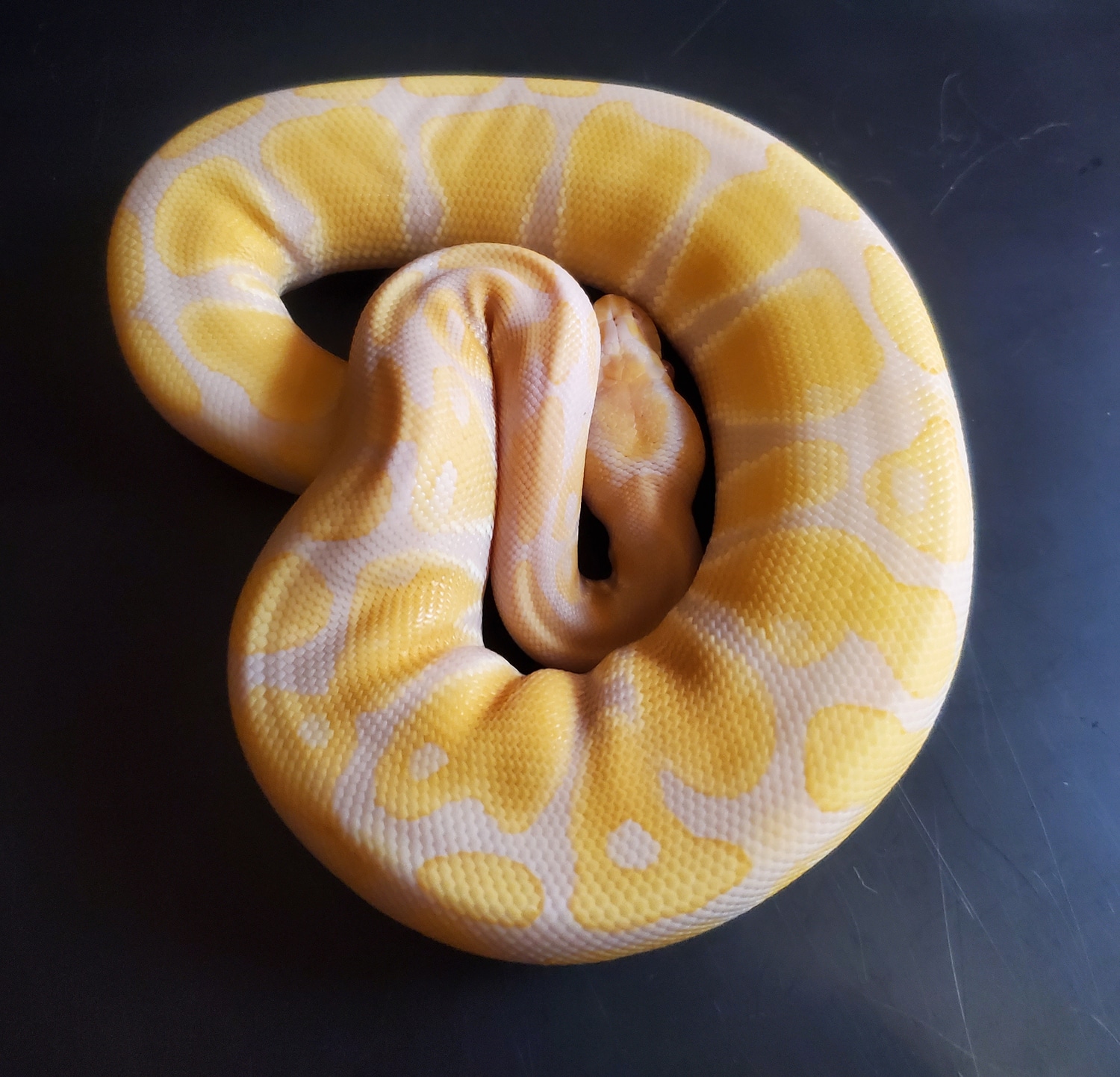 Candino Ball Python by Ruiz Exotic Ball Python's - MorphMarket