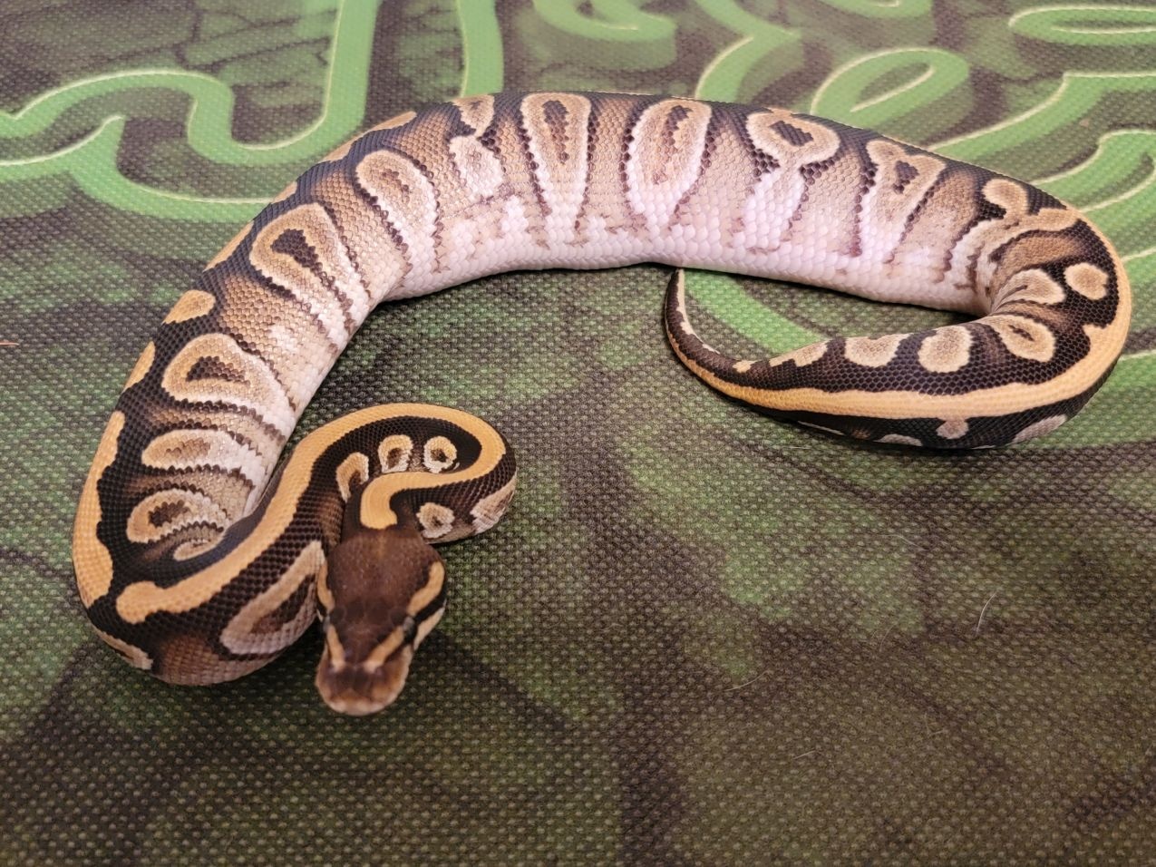 Mystic Ball Python by Cold Blooded Kidz - MorphMarket