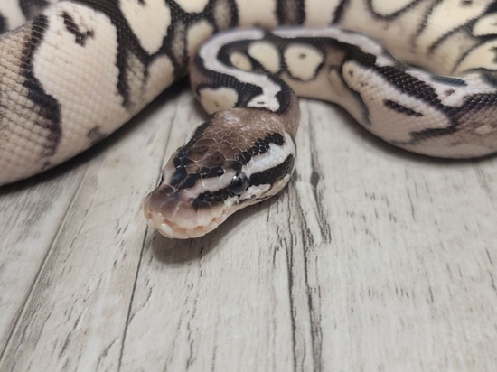 Super Pastel TSK Axanthic Ball Python by Cold Blooded Kidz
