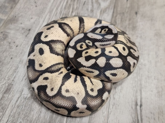 Super Pastel TSK Axanthic Ball Python by Cold Blooded Kidz