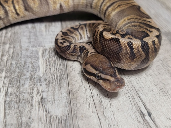 GHI Hidden Gene Woma Vanilla Ball Python by Cold Blooded Kidz