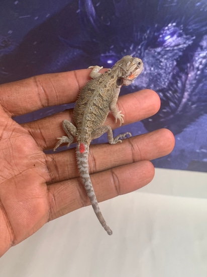 Hybrid Trans 66% Het Hypo/witblit/zero Central Bearded Dragon by ...