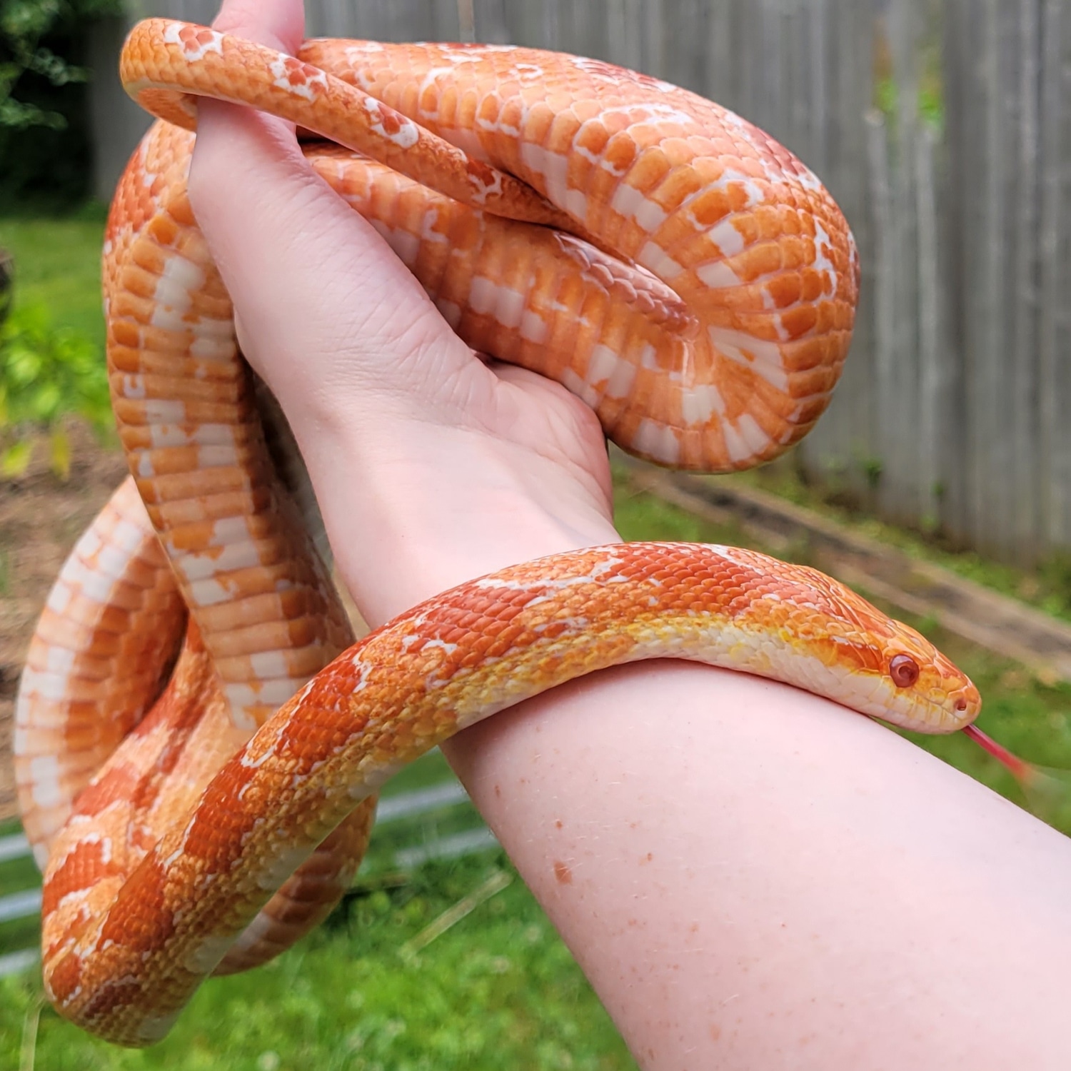 Amel POS Het Motley Corn Snake by The Serpent's Nest - MorphMarket
