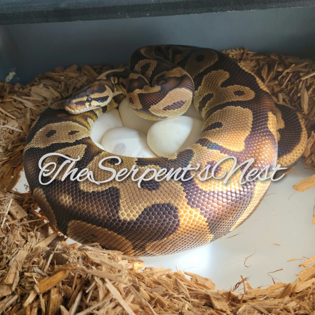 Leopard RTB PROVEN Ball Python by The Serpent's Nest - MorphMarket