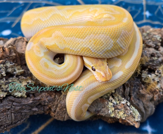Cinnamon Butter Ultramel Ball Python by The Serpent's Nest