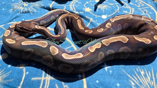Obsidian - GHI Mojave Ball Python by The Serpent's Nest