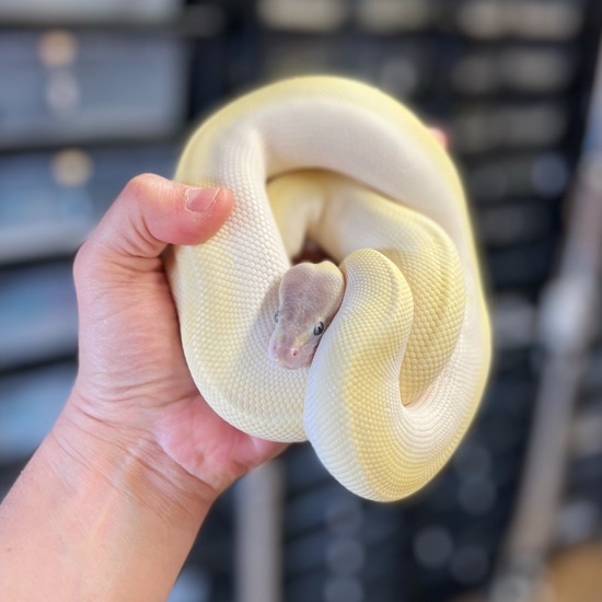 Super Mojave 50% Het Pied Ball Python by Wolves Balls