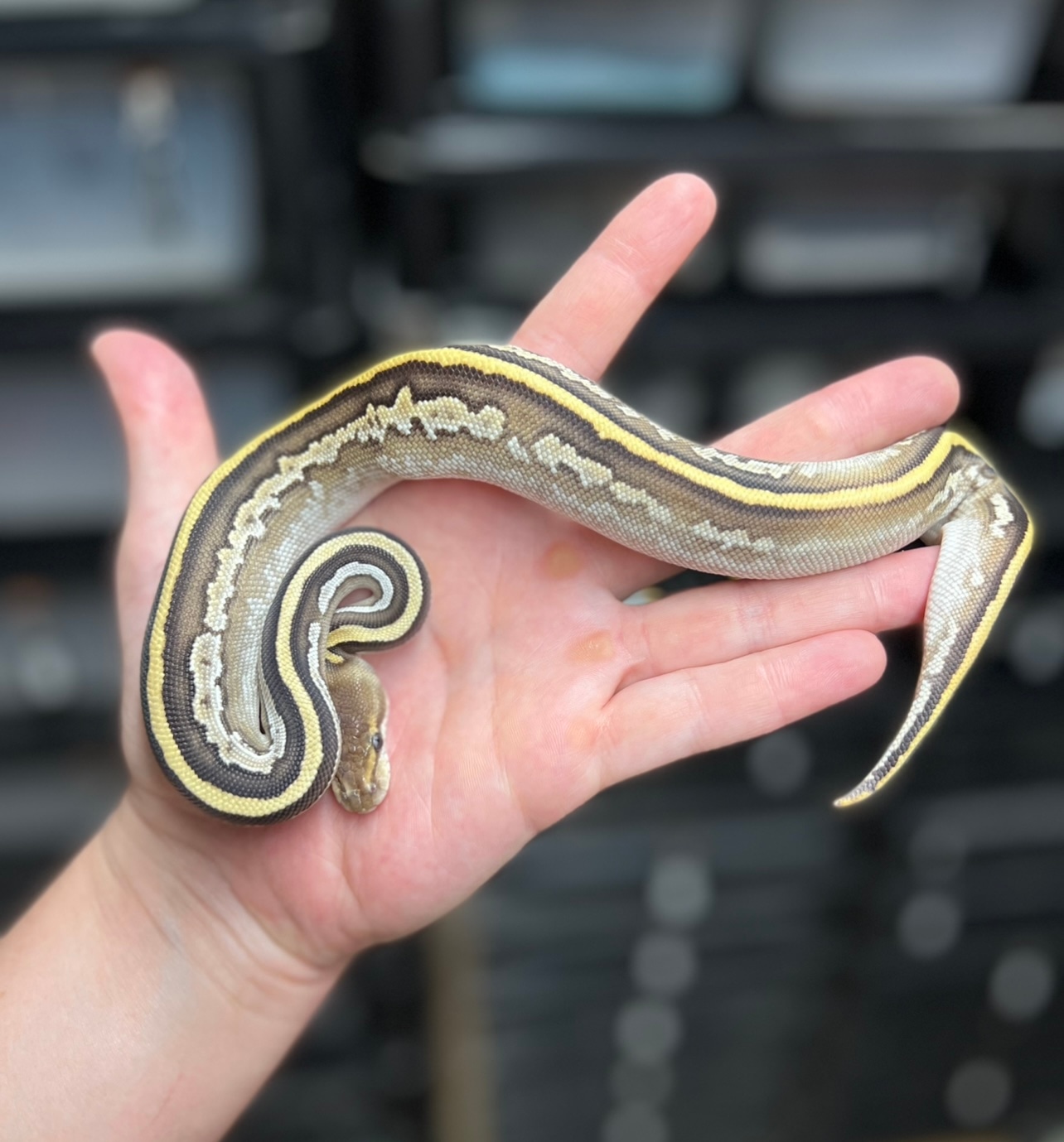 Black Pastel Mojave 66% Het Pied Ball Python by Wolves Balls - MorphMarket