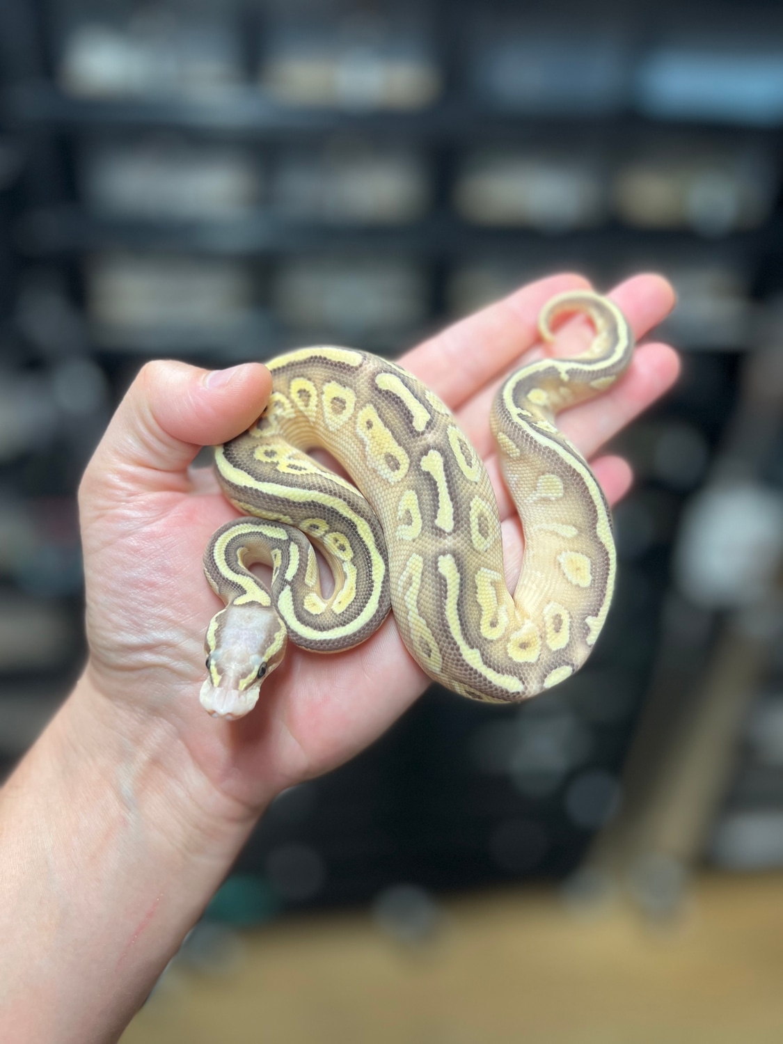 Super Pastel Lesser Het Pied Ball Python by Wolves Balls - MorphMarket