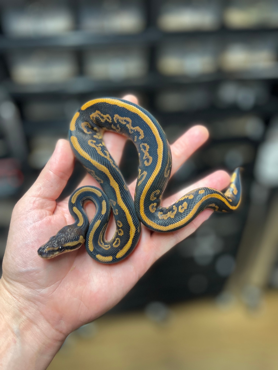 CinnaBelly Het Pied Ball Python by Wolves Balls - MorphMarket
