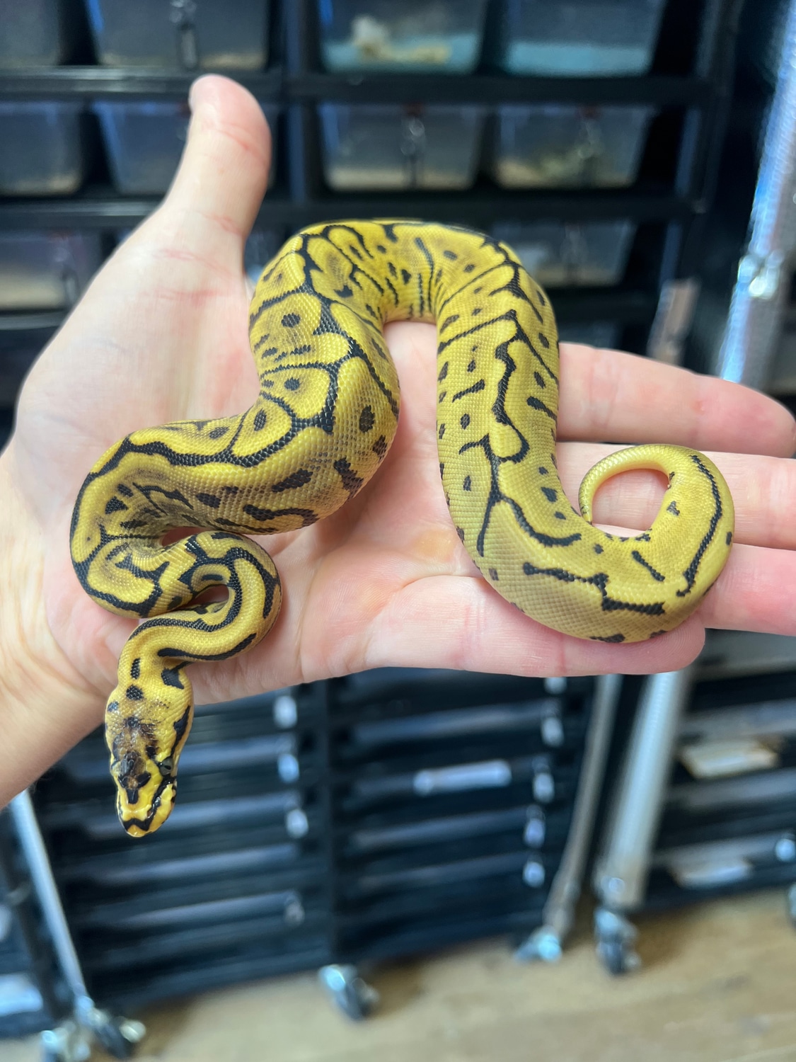 Spider Leopard Yellow Belly 100% Het Pied 50% Poss Het Albino Ball ...