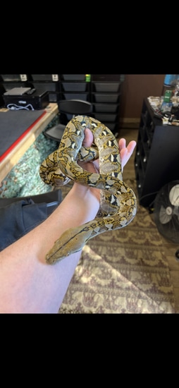 Super Dwarf 50% Madu Het Purple Phase Albino Het Anery Reticulated ...