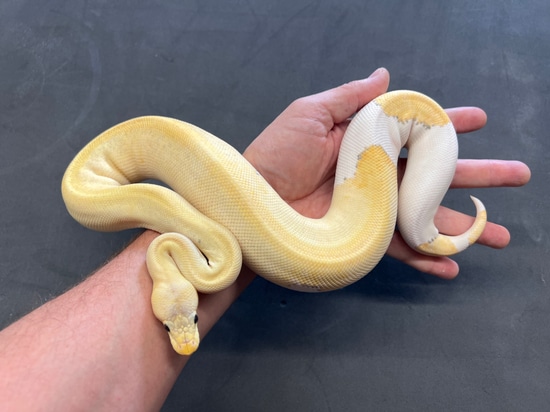 Mimosa 50% Het Pied Ball Python by Wolves Balls