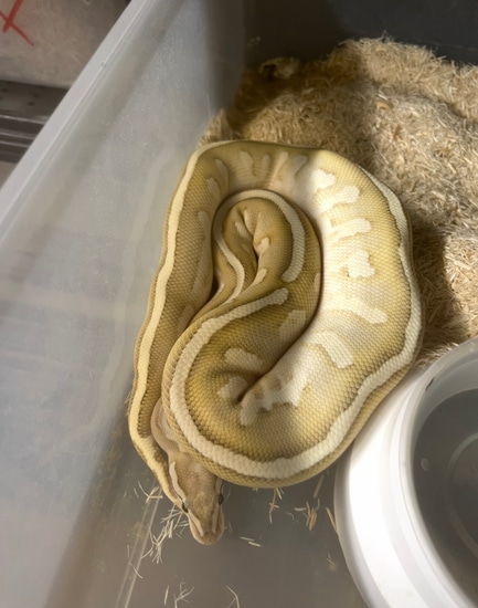 Five X Adult Male Ball Pythons by Wolves Balls