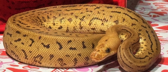 Robin Ball Python by Napier's Asylum