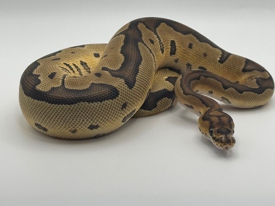 Clown (Enchantress) Ball Python by Napier's Asylum