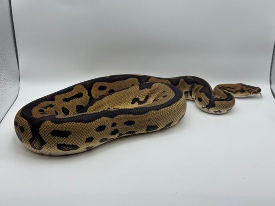 Leopard Clown Het Pied (Leo) Proven Breeder Ball Python by Napier's Asylum
