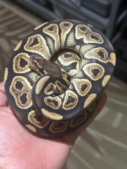 Black Pastel Het Desert Ghost Het Clown (Snuggle) Ball Python by Napier ...