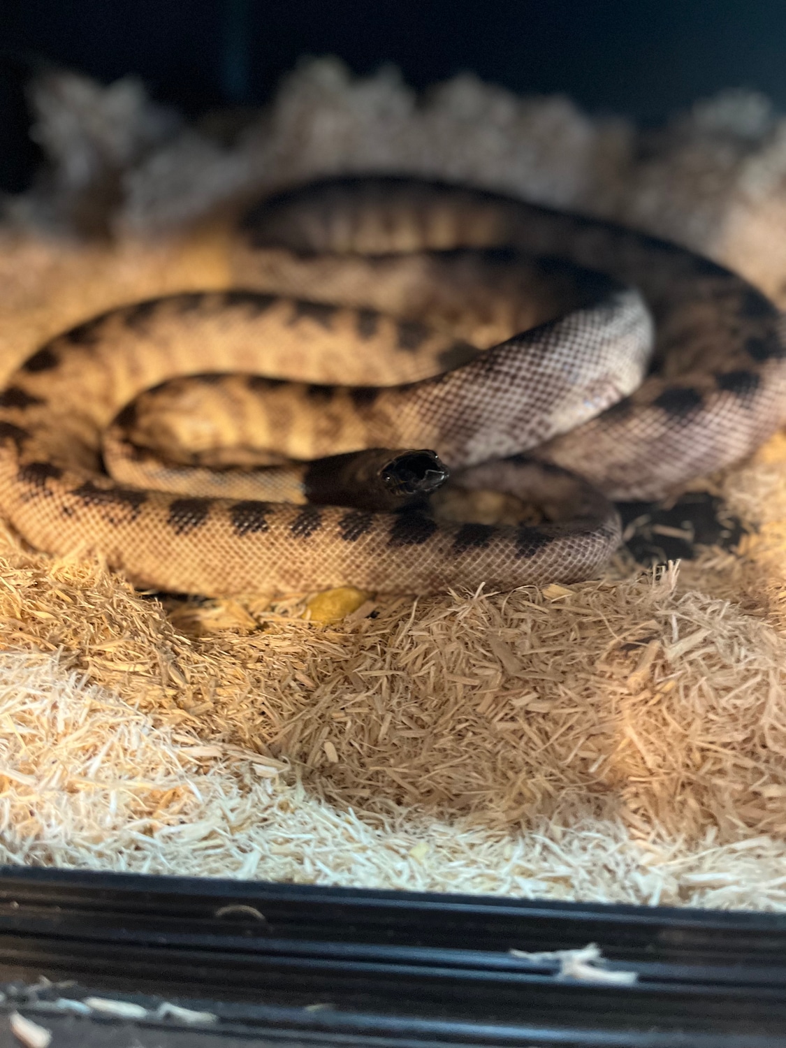 Blackheaded Python Black-headed Python by Rlh Reptiles - MorphMarket