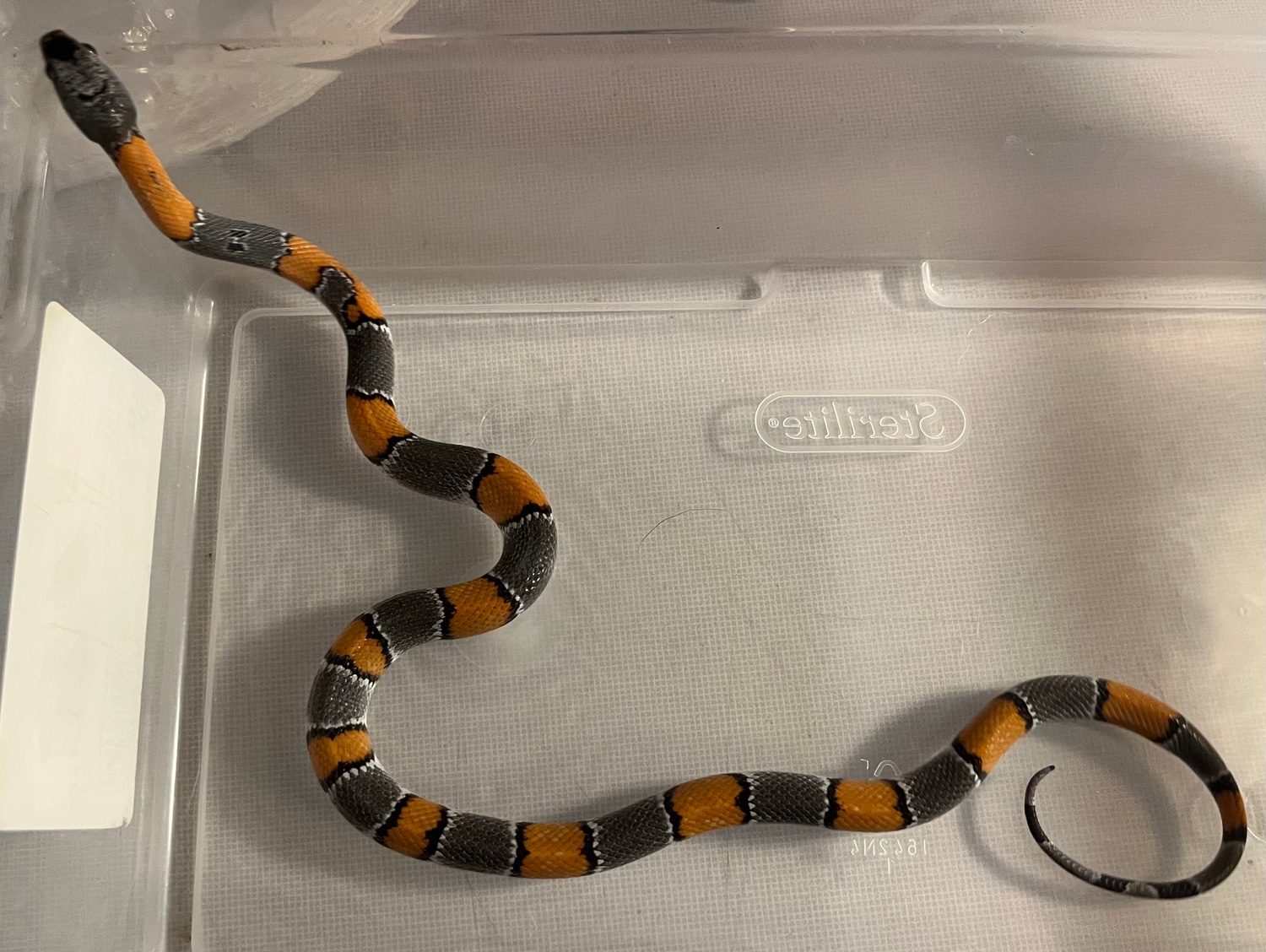 Gray-banded Kingsnake by Rlh Reptiles - MorphMarket