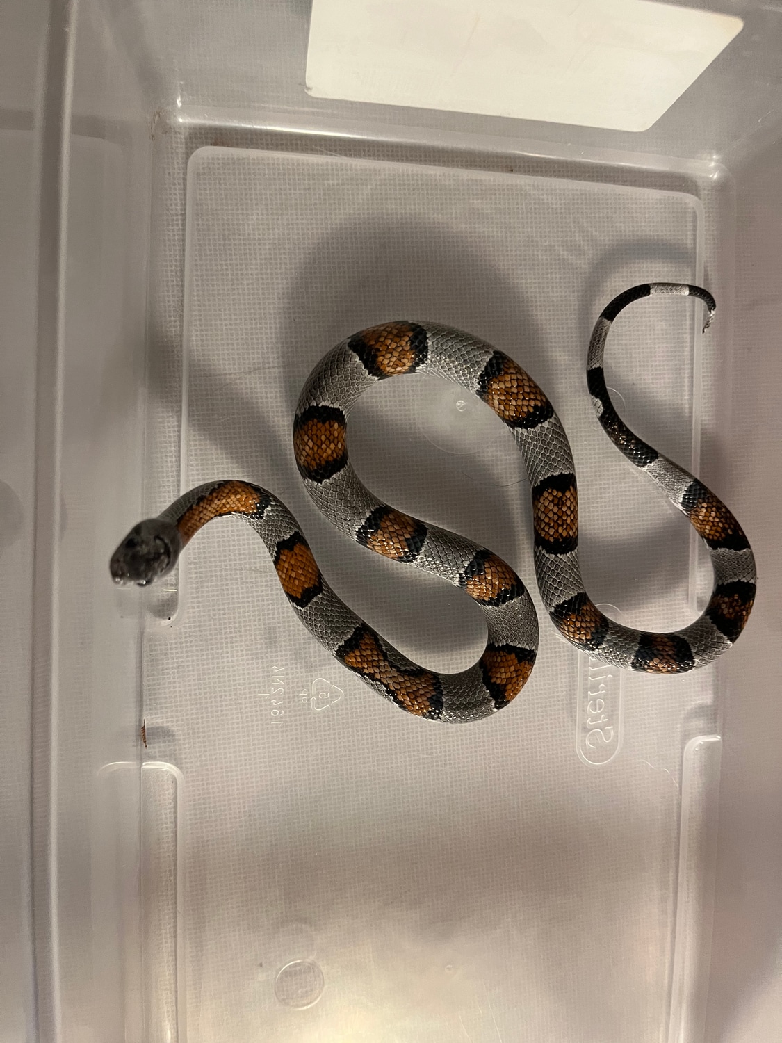 Gray Banded Kingsnake Gray-Banded Kingsnake by Rlh Reptiles - MorphMarket