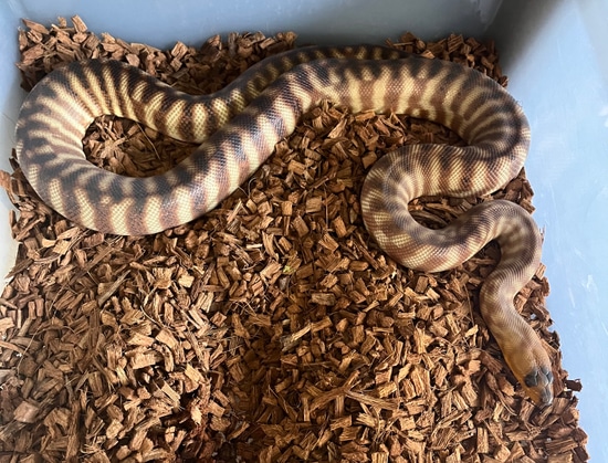 Woma Python Female by Rlh Reptiles