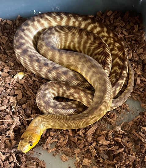 Woma Python Male by Rlh Reptiles