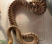 Woma Pythons for Sale - MorphMarket US & Canada