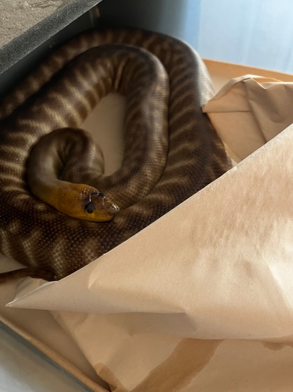 Adult Woma Python by Rlh Reptiles