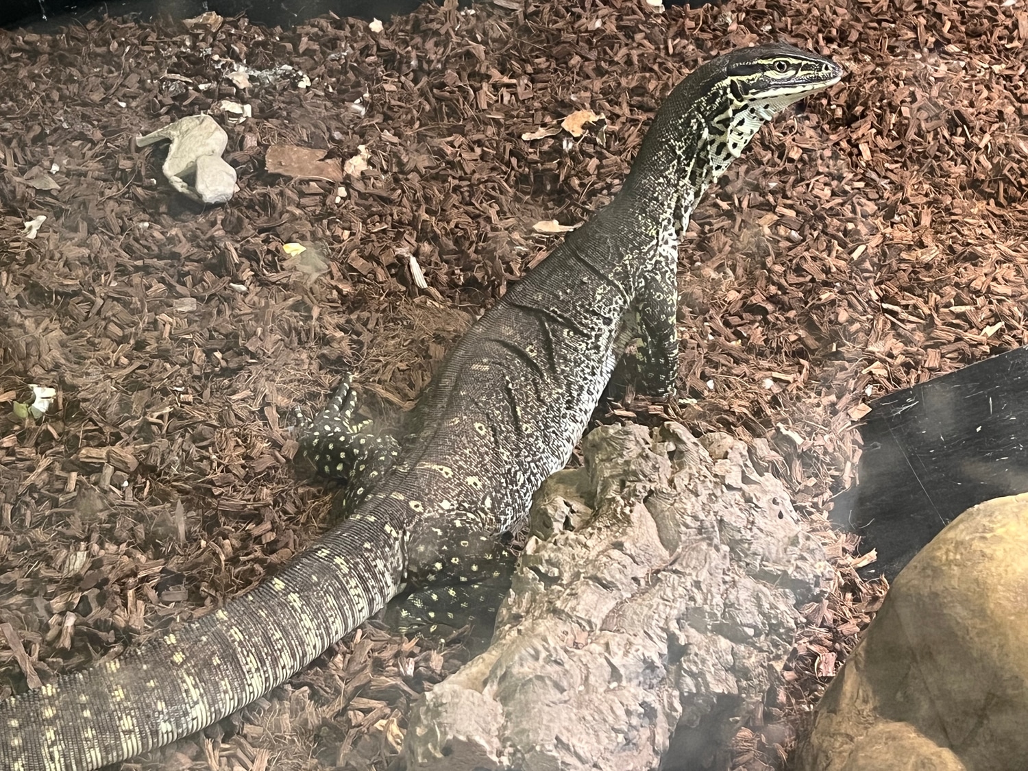 CB Sub Adult Argus Monitors Other Monitor by Rlh Reptiles - MorphMarket