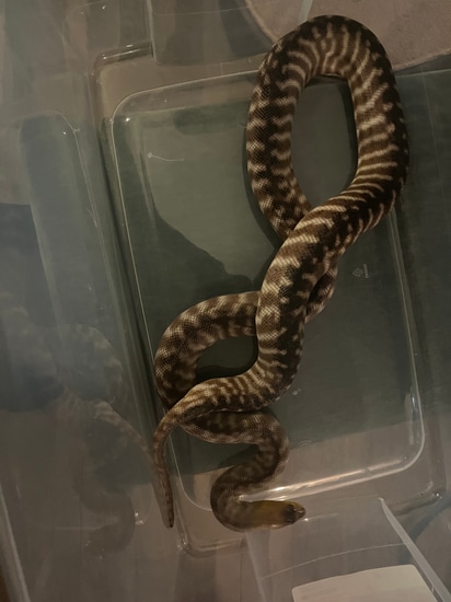 Proven Female Woma 7 Years Woma Python by Rlh Reptiles