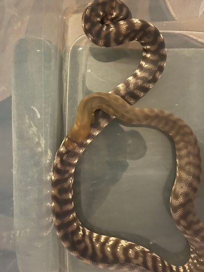 Woma Proven Male Woma Python by Rlh Reptiles