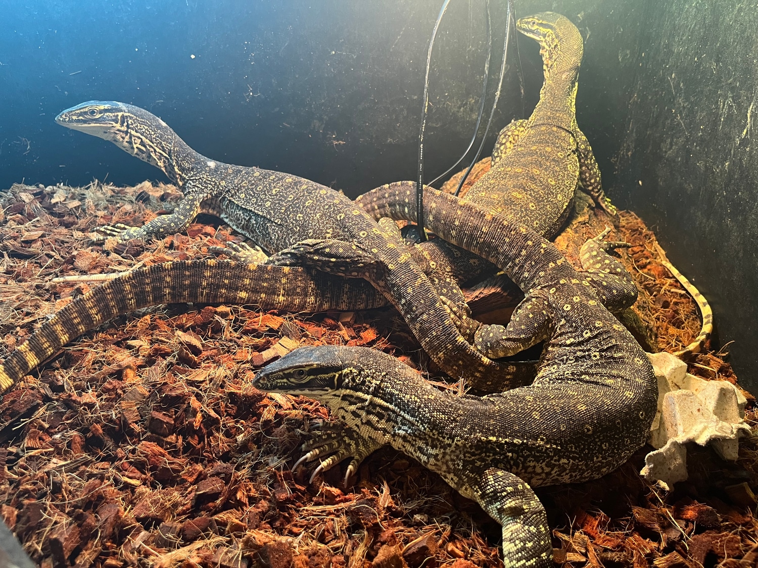 CB Sub Adult Argus Monitors Probable Females Other Monitor by Rlh ...